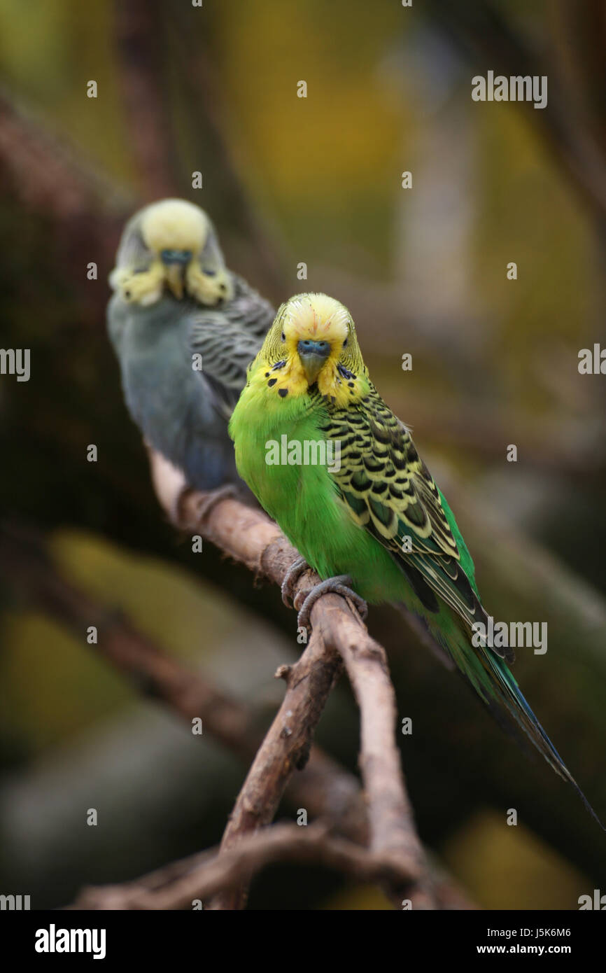 pet bird birds australia budgerigar parakeet australian parrot ...