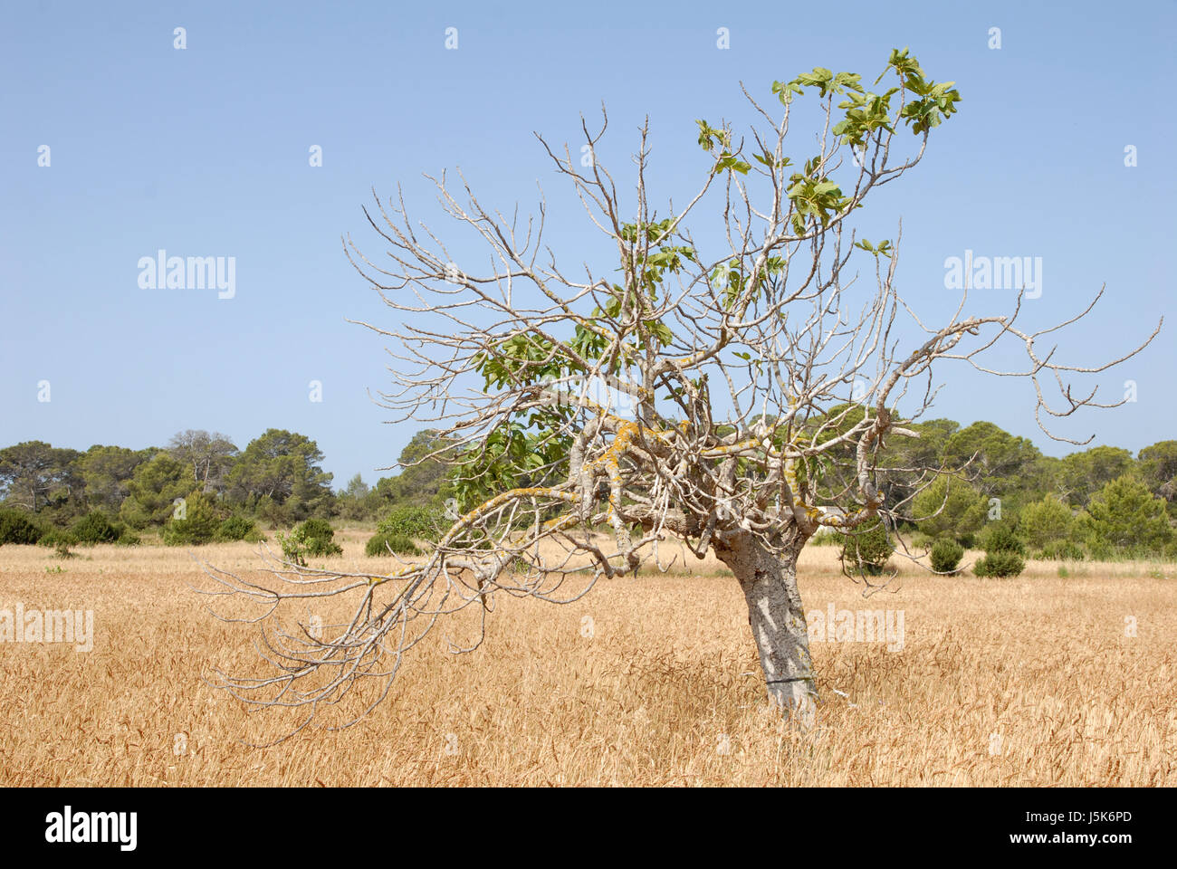 tree field steppe dry dried up barren grain field dreary seared scenery ...