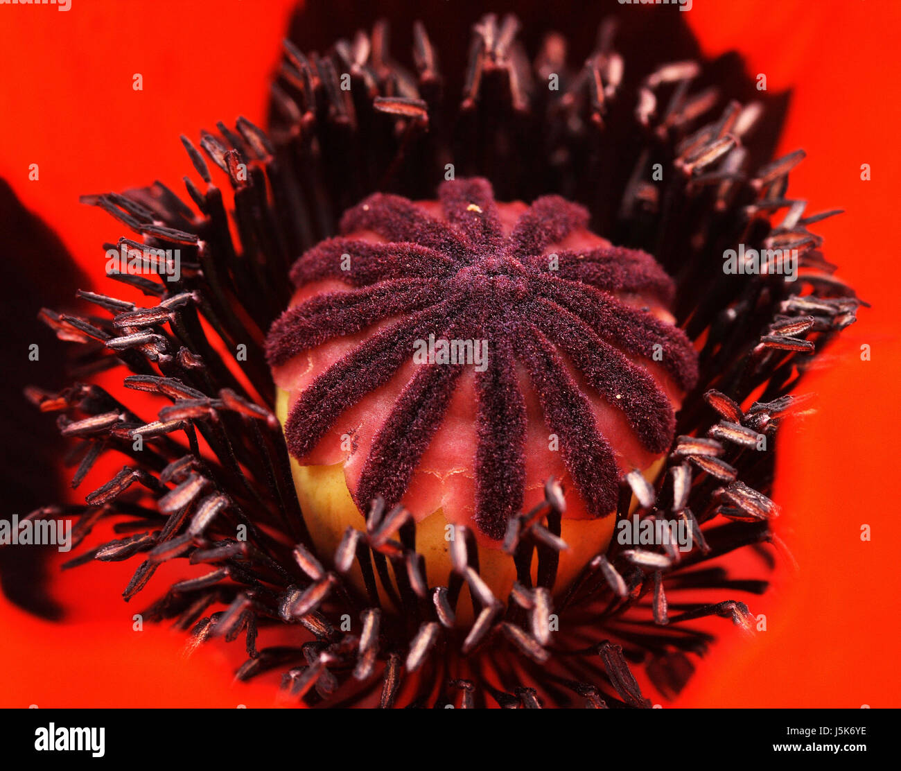 poppy red fruit stand Stock Photo - Alamy