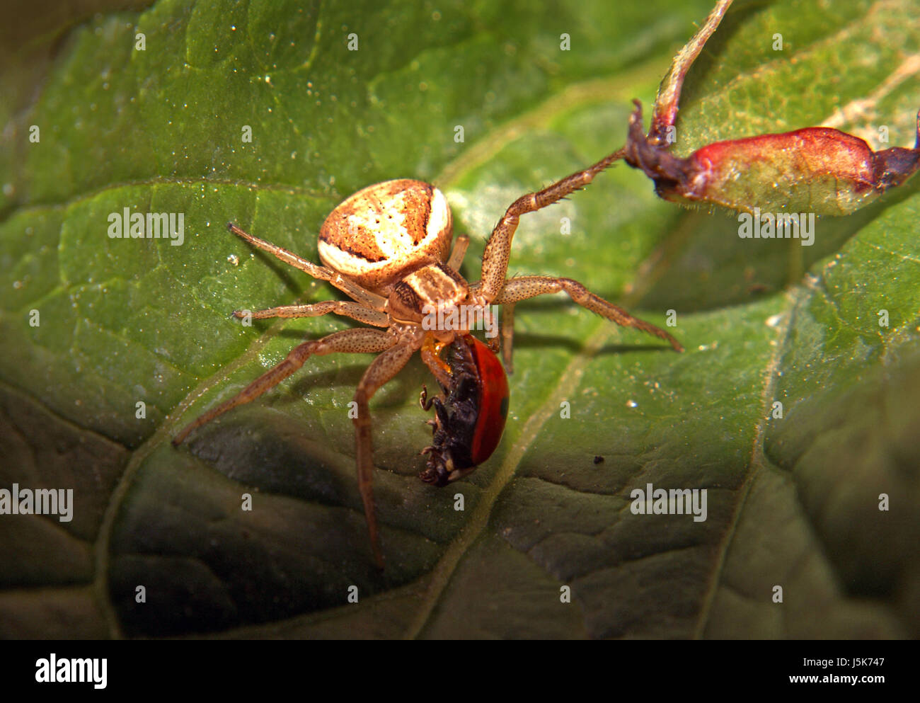 legs macro close-up macro admission close up view garden insect hunter ...