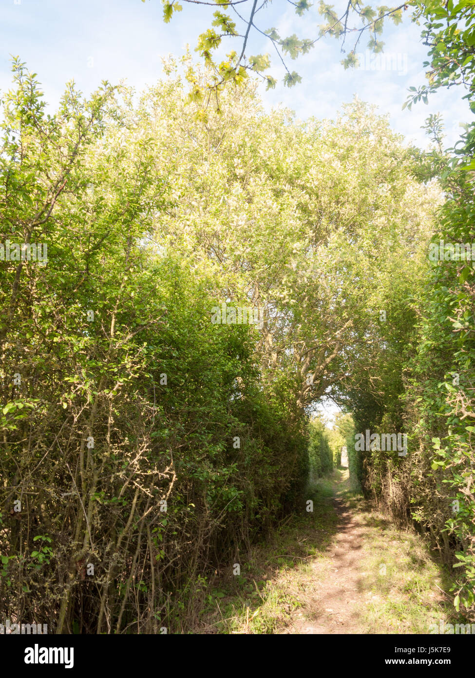 a pathway through a meadow with tree archway wonderful journey walking ...