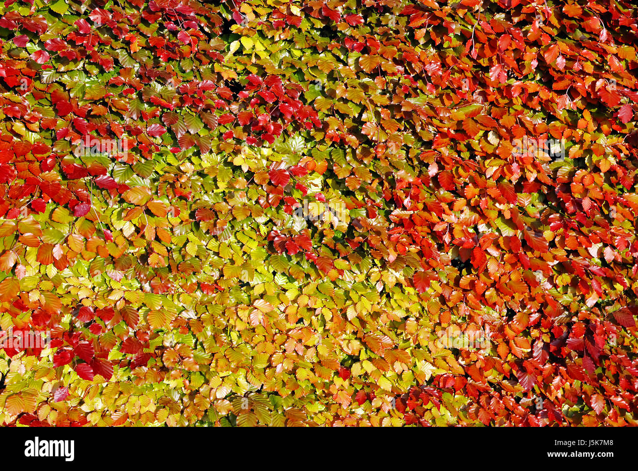 Blood red beech hi-res stock photography and images - Alamy