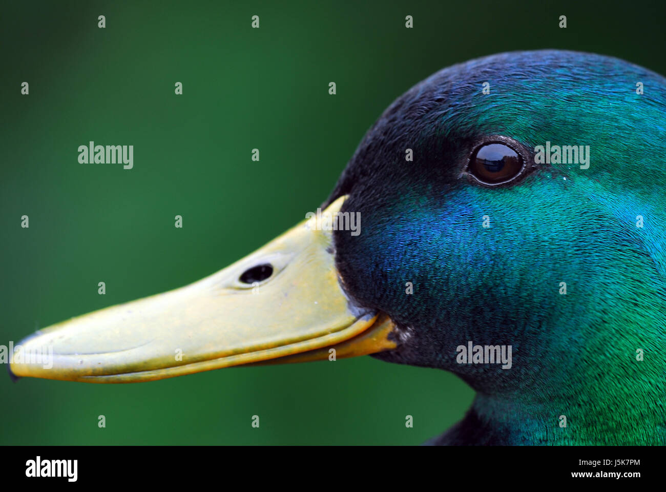 macro close-up macro admission close up view bird portrait birds ducks ...