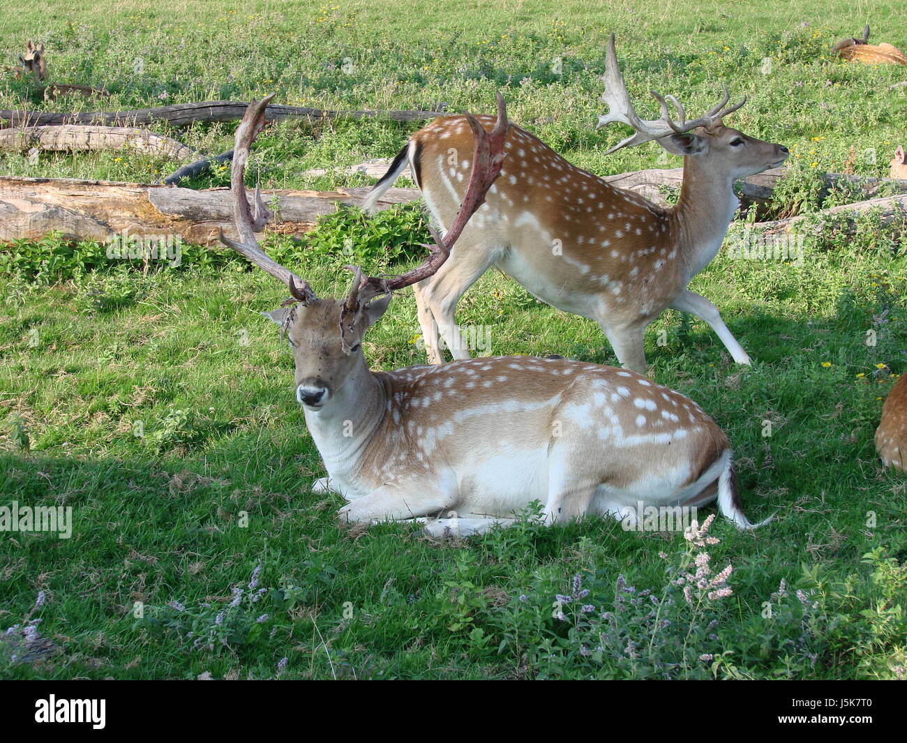 animal wild fence horns homey domestic forest nature dama dama dama ...