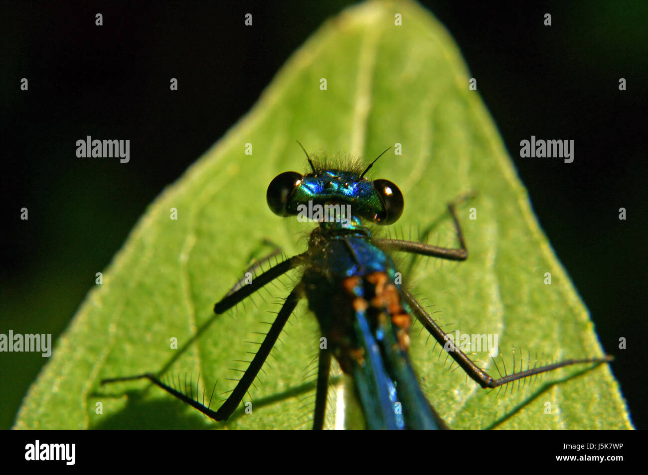 insect eyes hairy dragonfly balance antenna prachtlibelle dragonfly ...