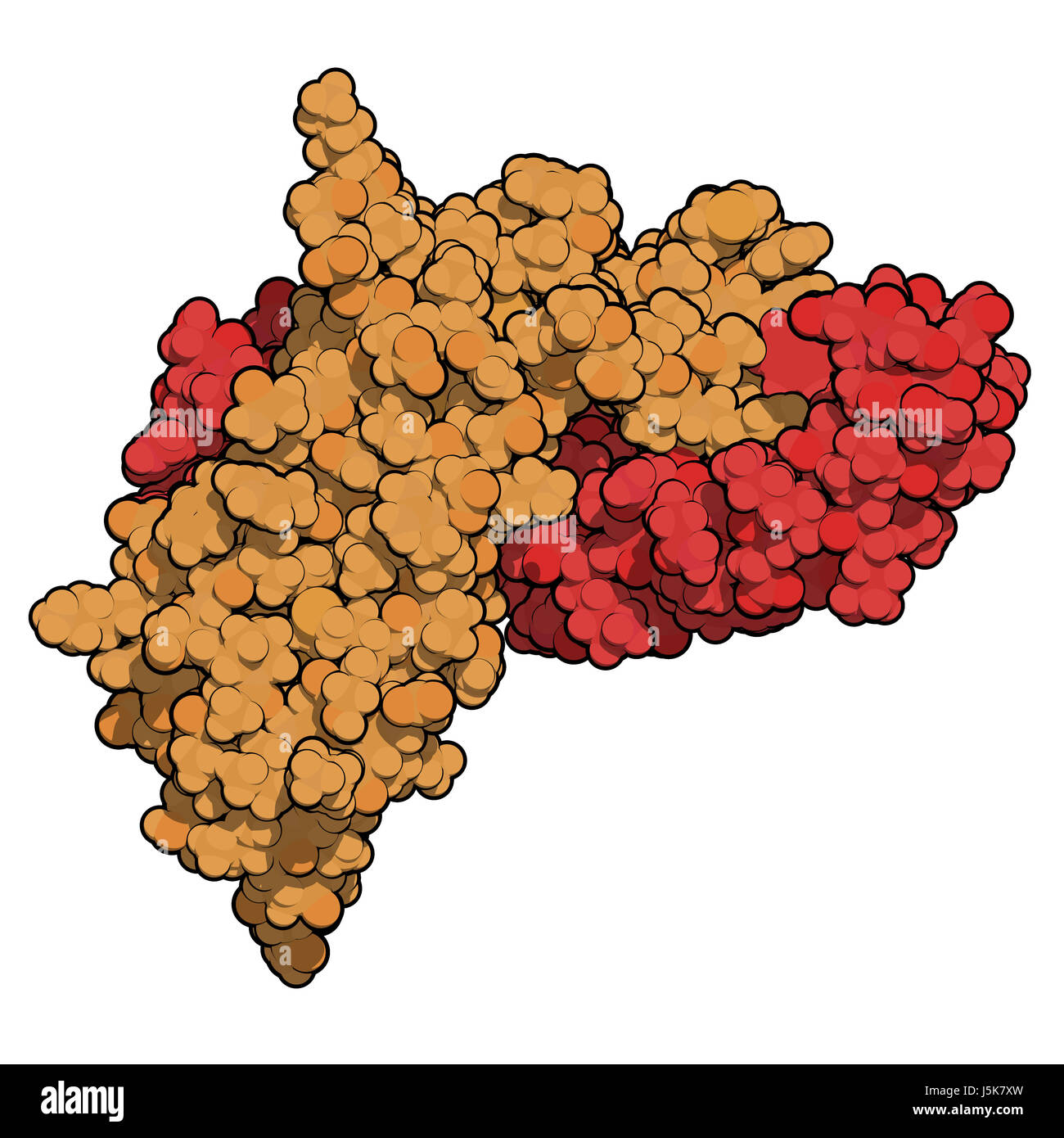 Activin A protein. Stimulates FSH secretion and plays role in ...