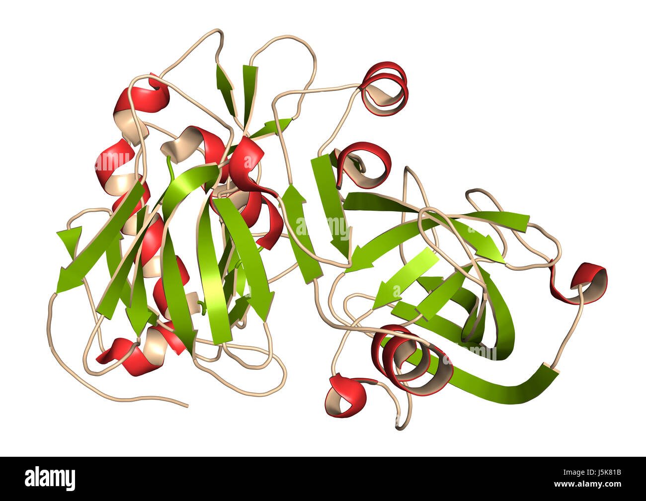 Beta secretase 1 hi-res stock photography and images - Alamy