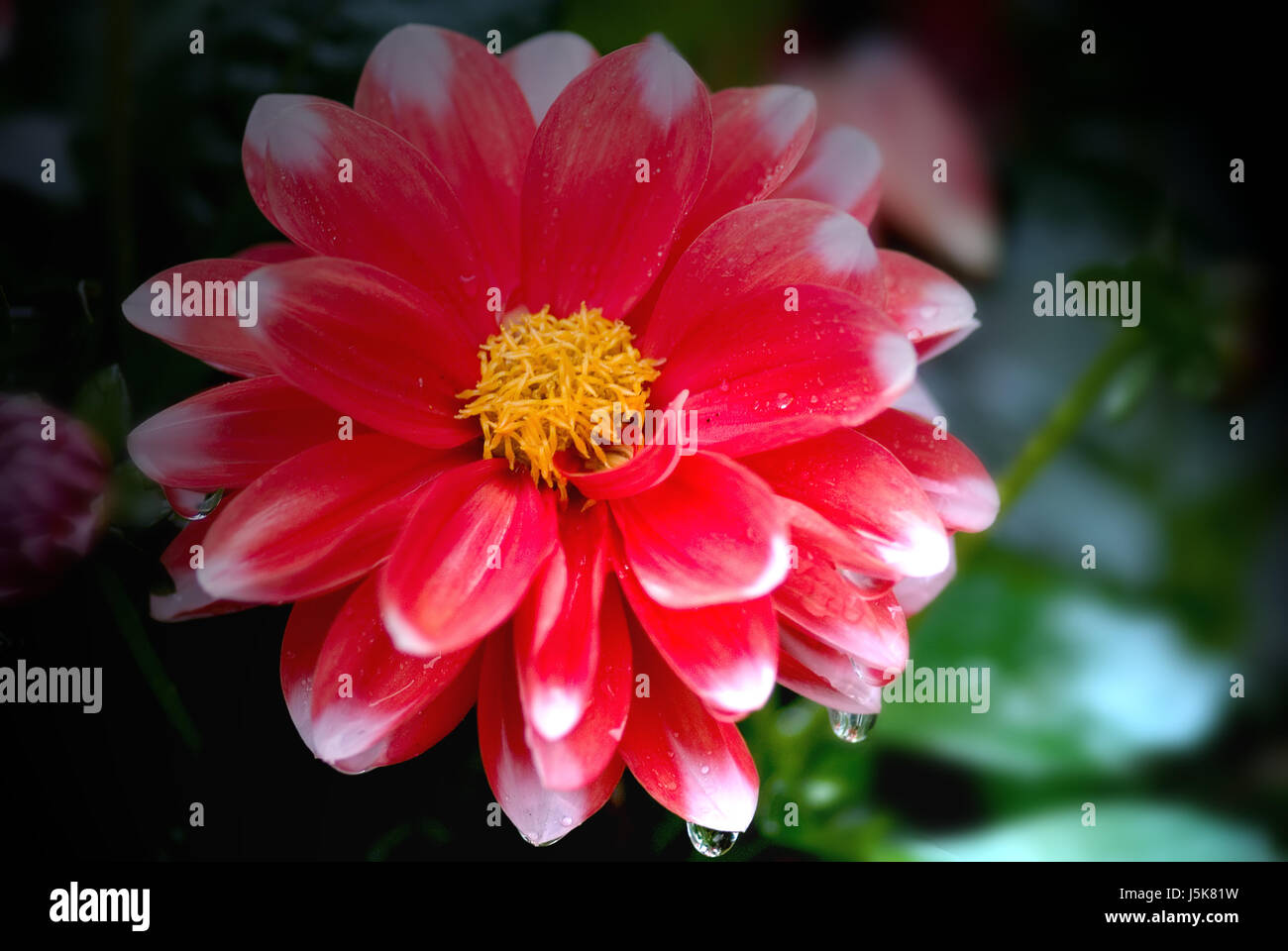my mini dahlia today in the rain Stock Photo - Alamy