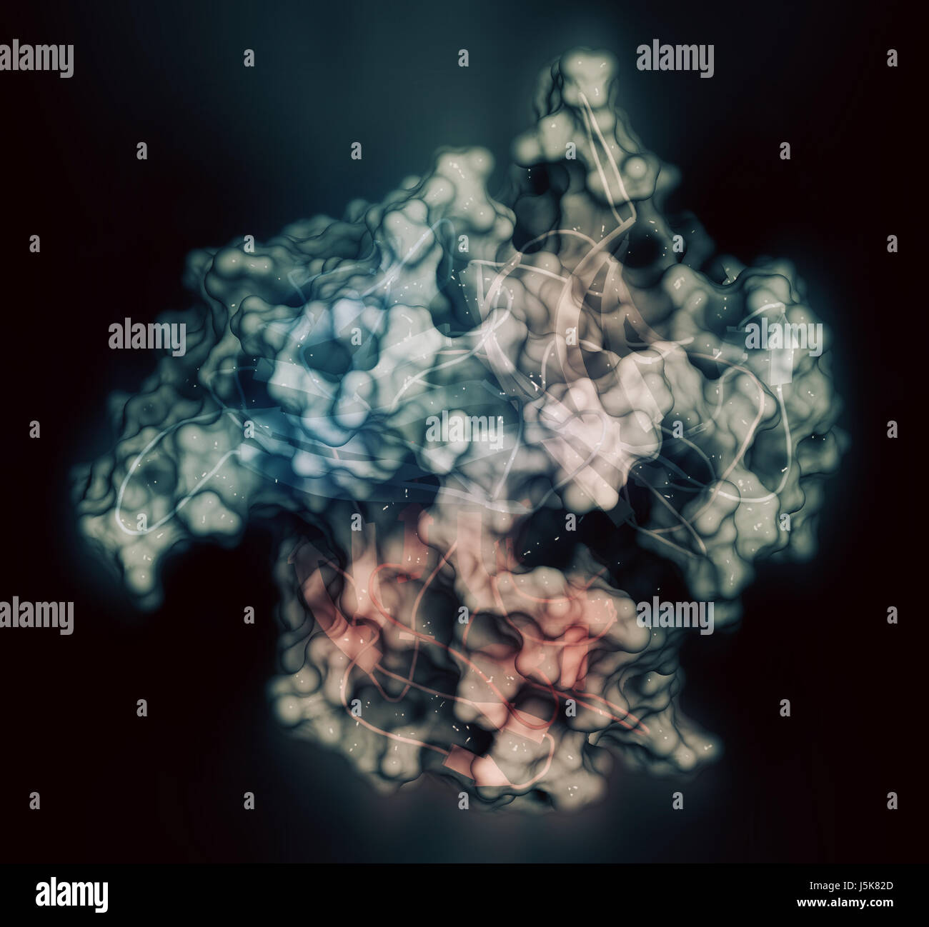 B-cell activating factor (BAFF, extracellular domain fragment) protein ...