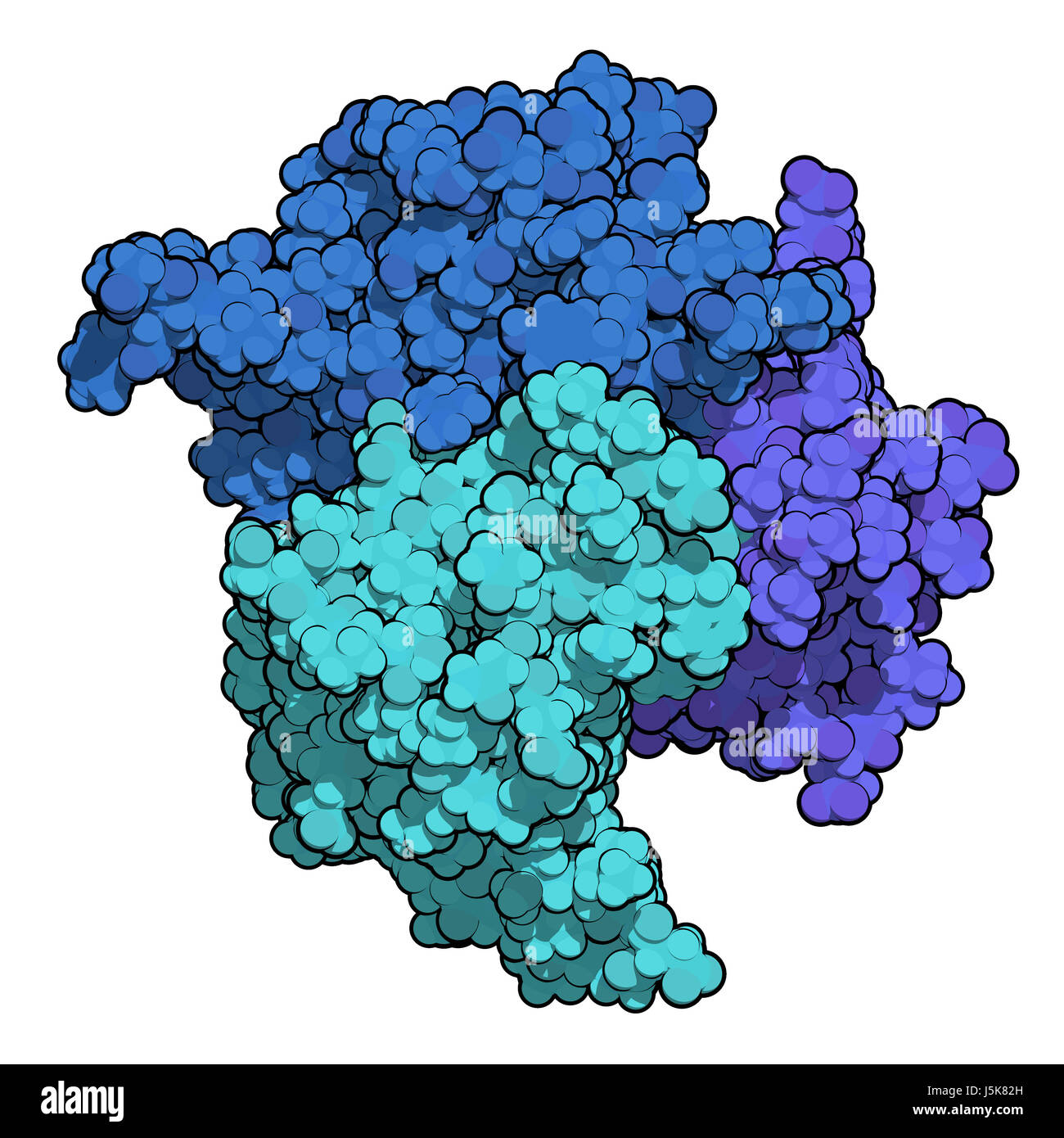 B-cell activating factor (BAFF, extracellular domain fragment) protein ...