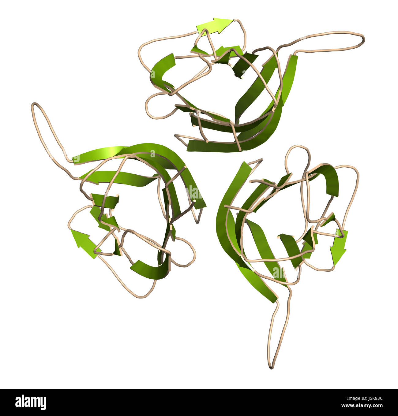 B-cell activating factor (BAFF, extracellular domain fragment) protein ...