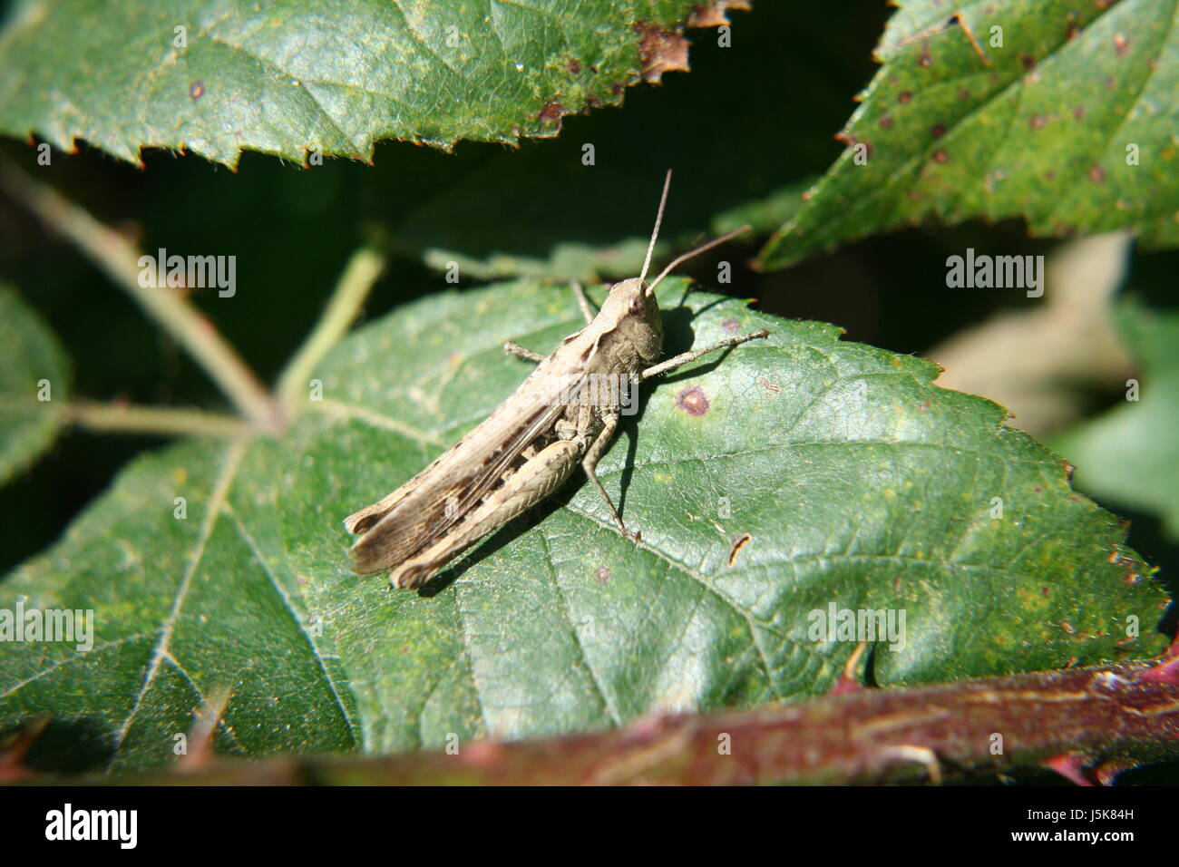 legs leaf insect insects green wing small tiny little short bush shrub ...