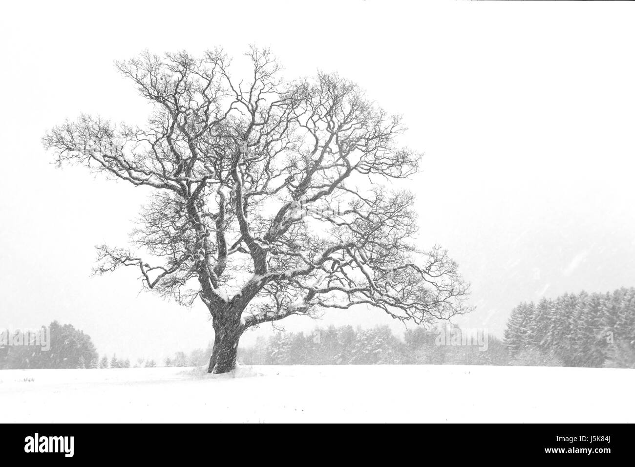 tree trees winter cold oak snowfall blizzard snow winter cold oak icy ...