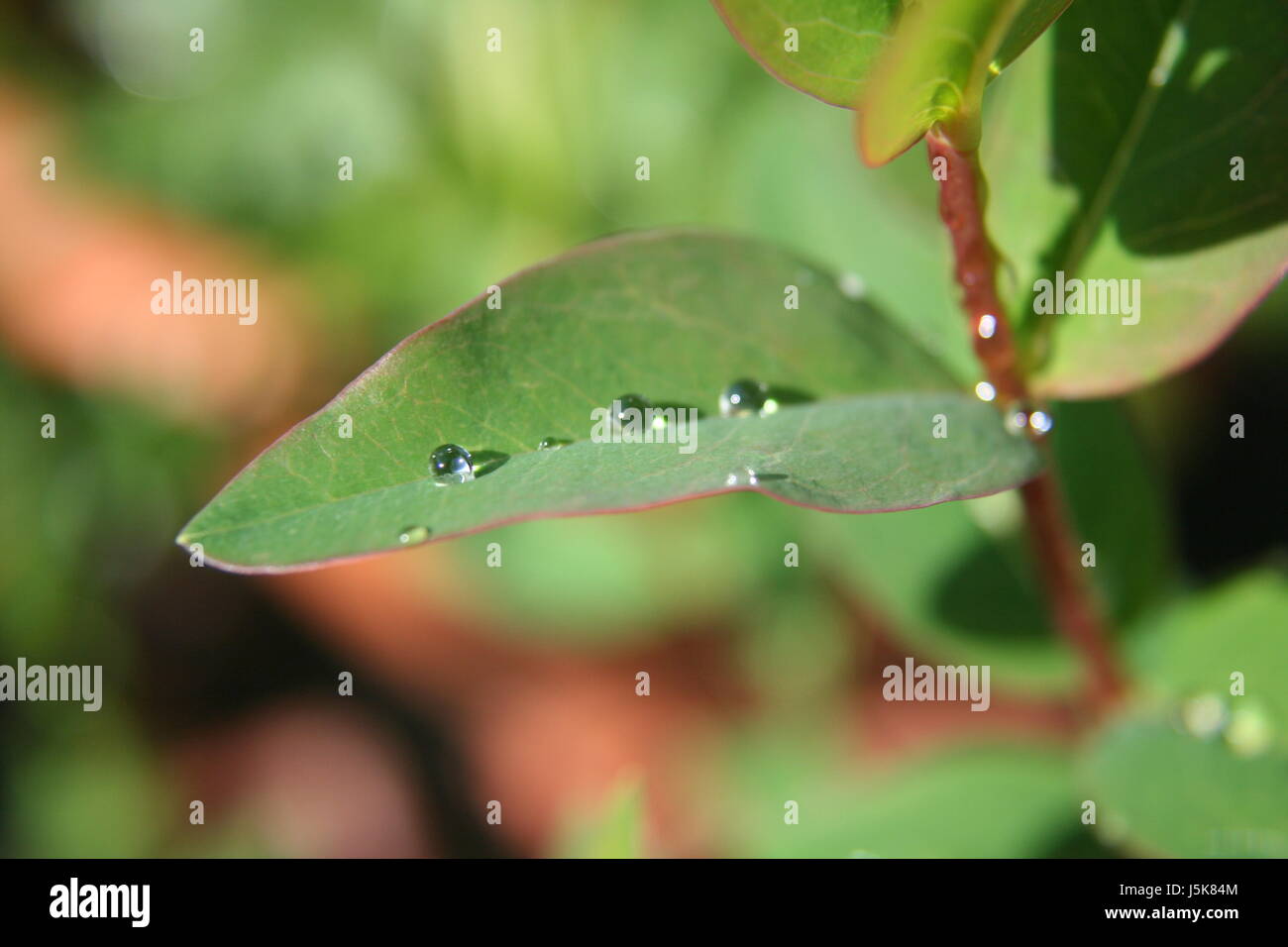 green raindrop mirroring mirror pearls jewel banner beady page sheet ...