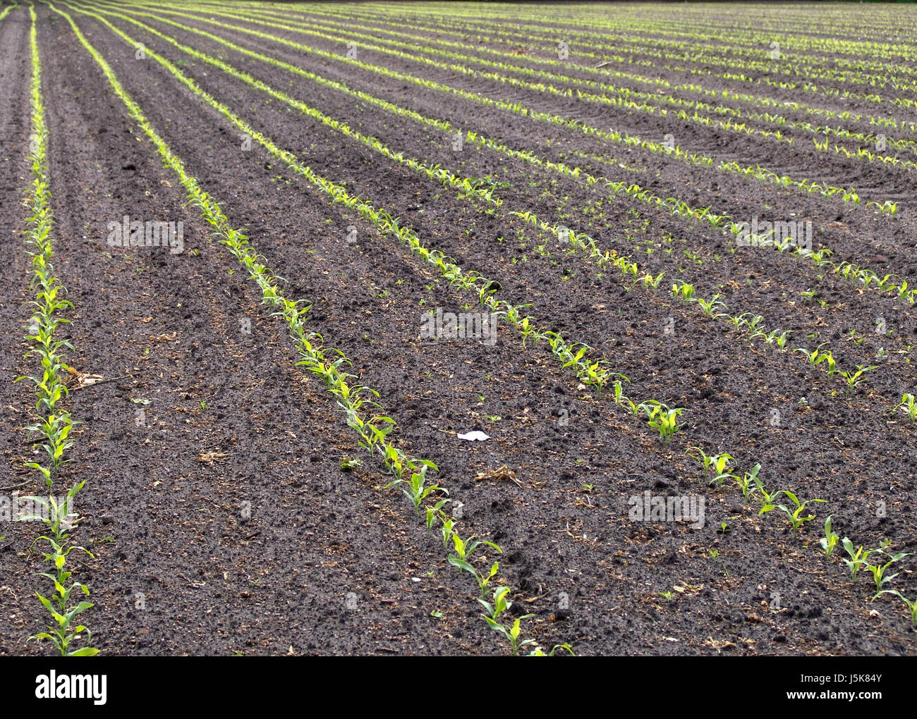 corn in rows Stock Photo - Alamy