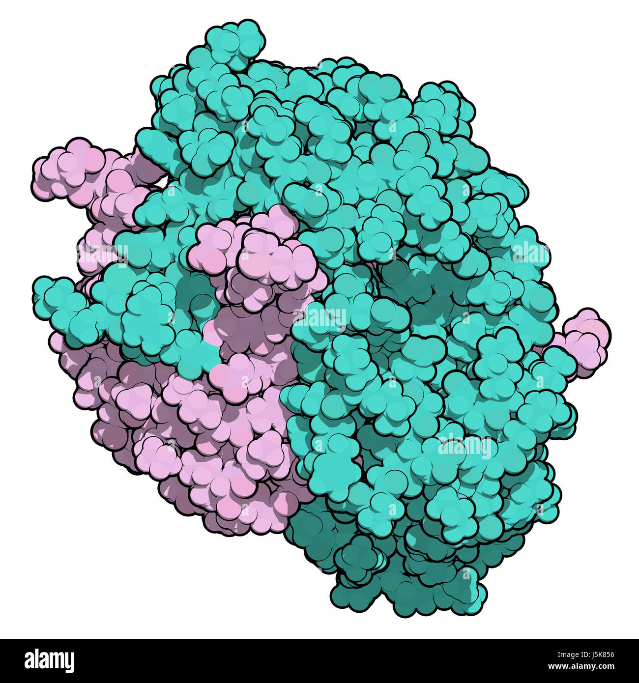Calprotectin protein. Antimicrobial protein that is capable of ...