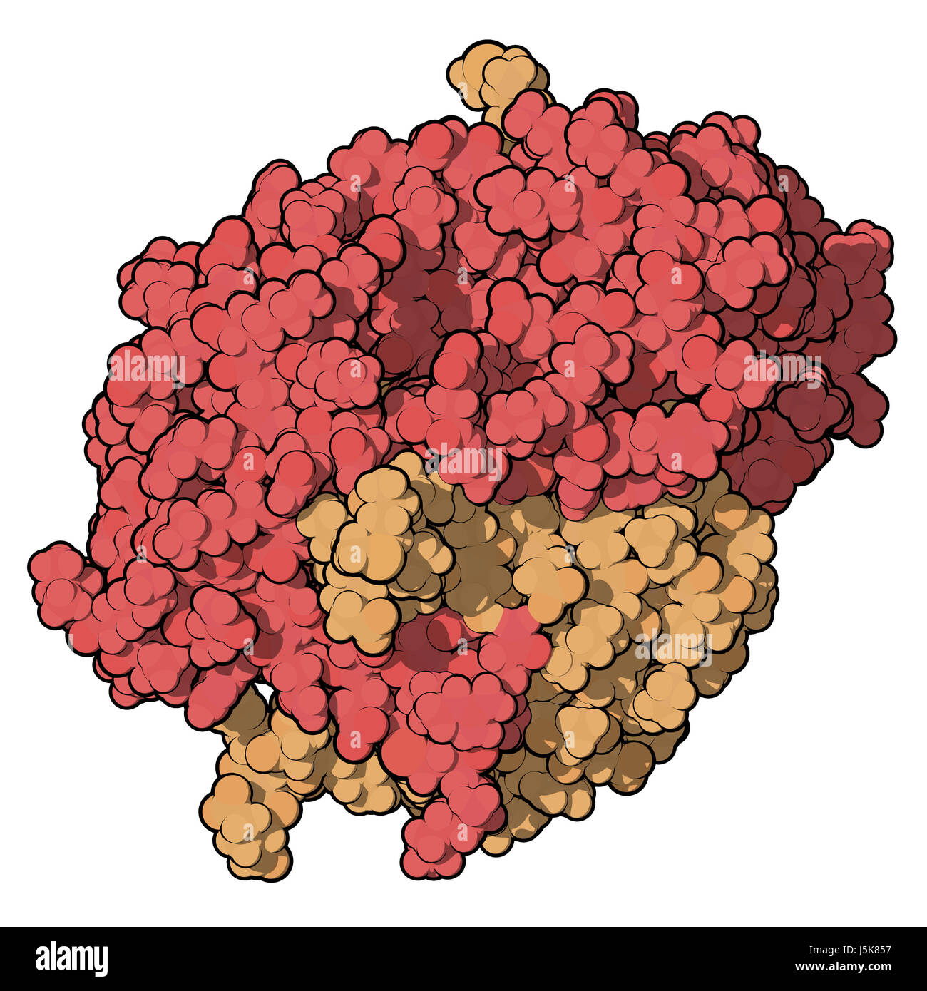 Calprotectin protein. Antimicrobial protein that is capable of ...