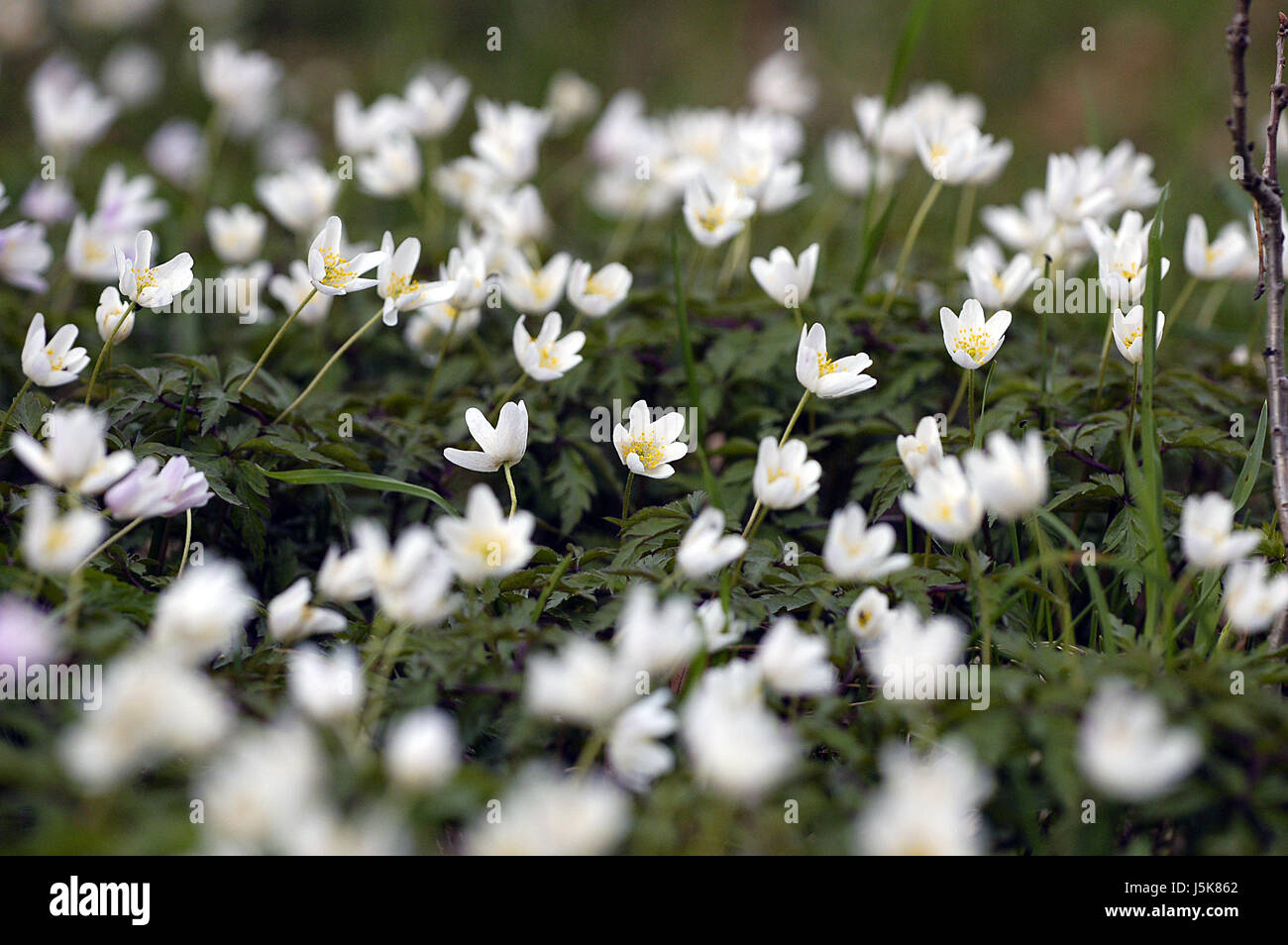 flower plant bloom blossom flourish flourishing field switzerland ...