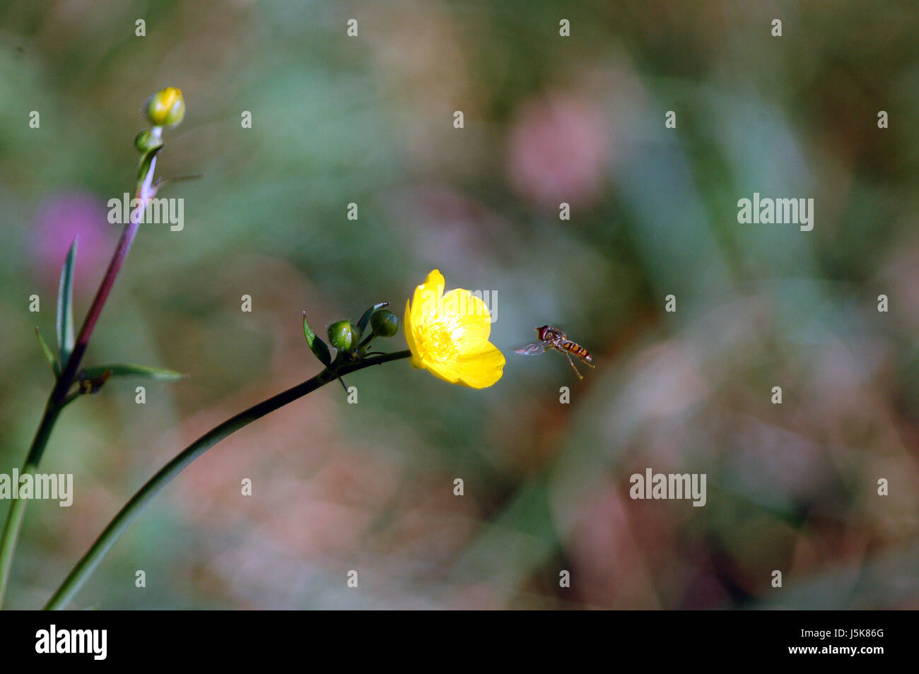 float fly wasp innocent levitation mimicry flies flys flying toxic ...