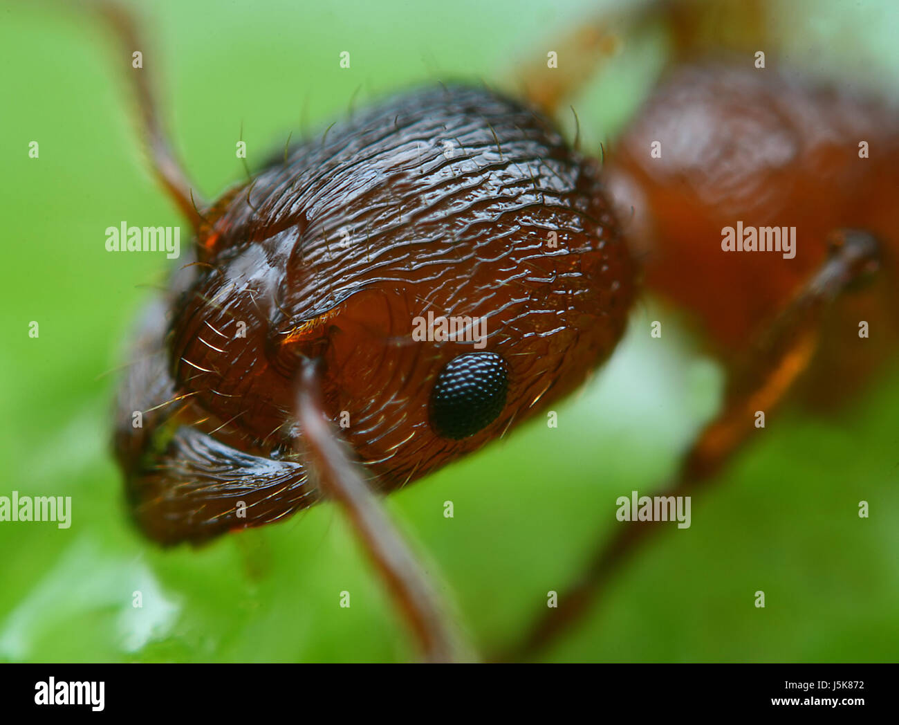 red garden ant,portrait Stock Photo - Alamy