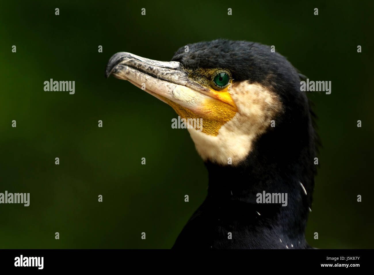 fish eater Stock Photo - Alamy