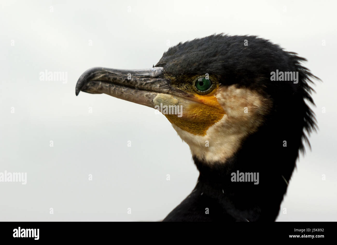 bird hunter portrait birds animal portrait eyes cormorant beak tele ...