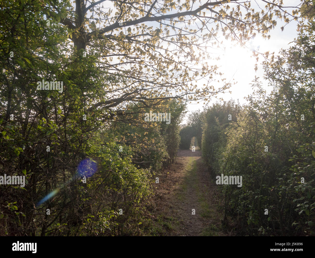 a pathway through a meadow with tree archway wonderful journey walking ...