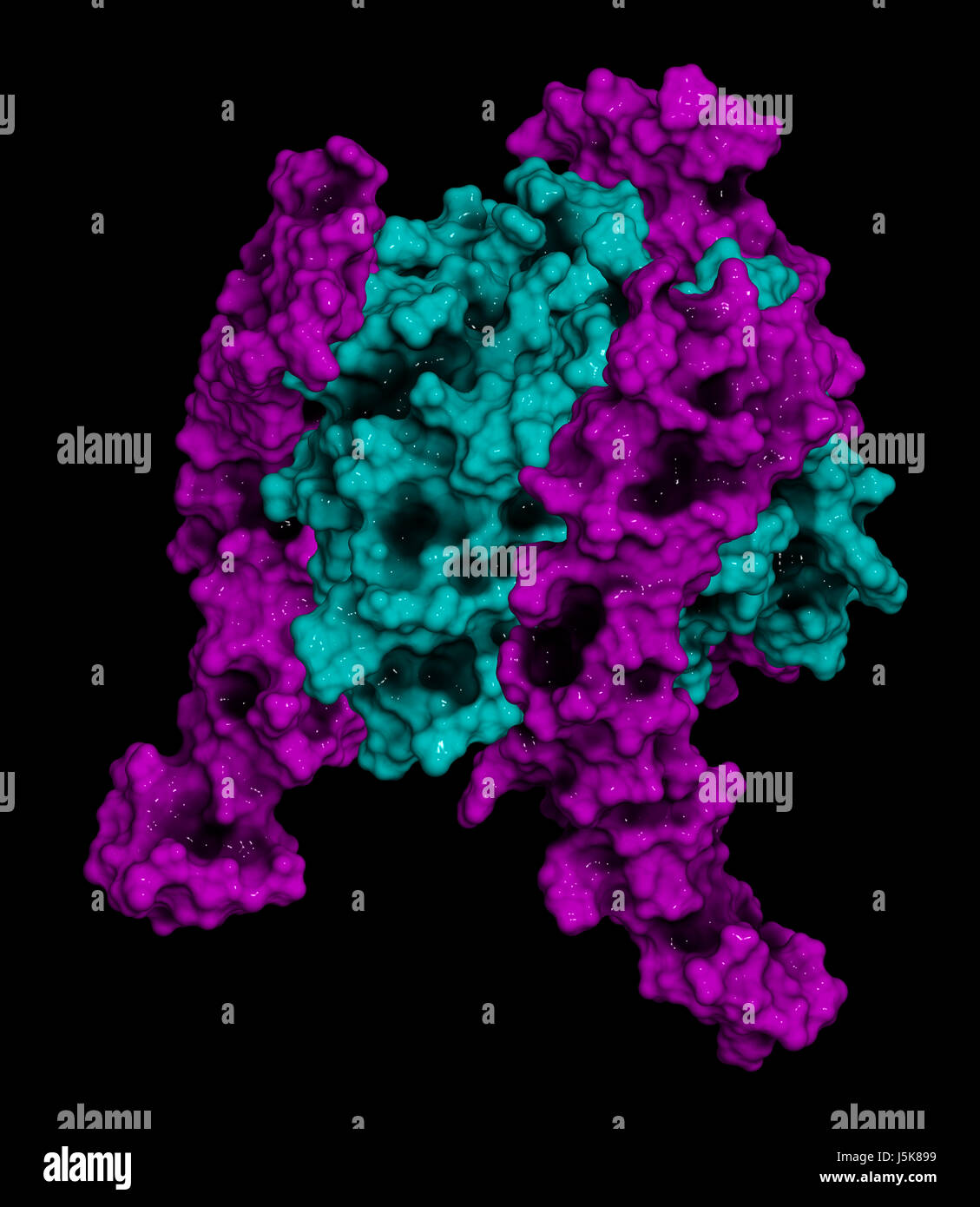 OX40-OX40L complex (extracellular domains). OX40 is also known as tumor ...
