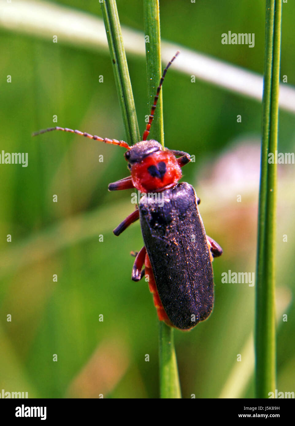 insect scrabble crawling beetle rise climb climbing ascend uphill tread ...