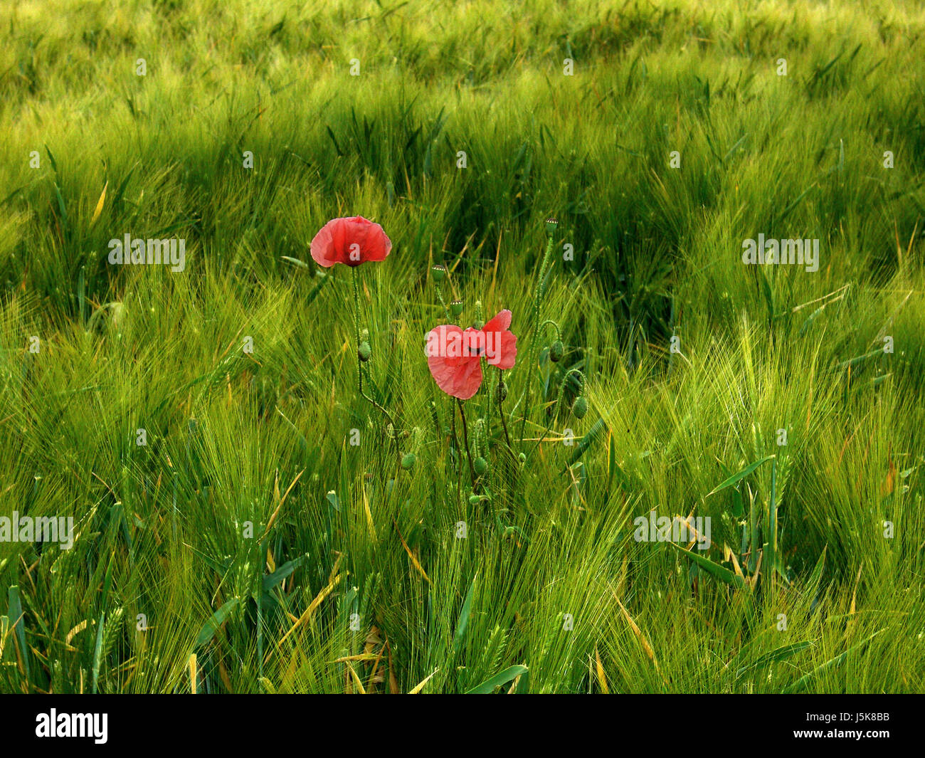 2 red spots Stock Photo - Alamy