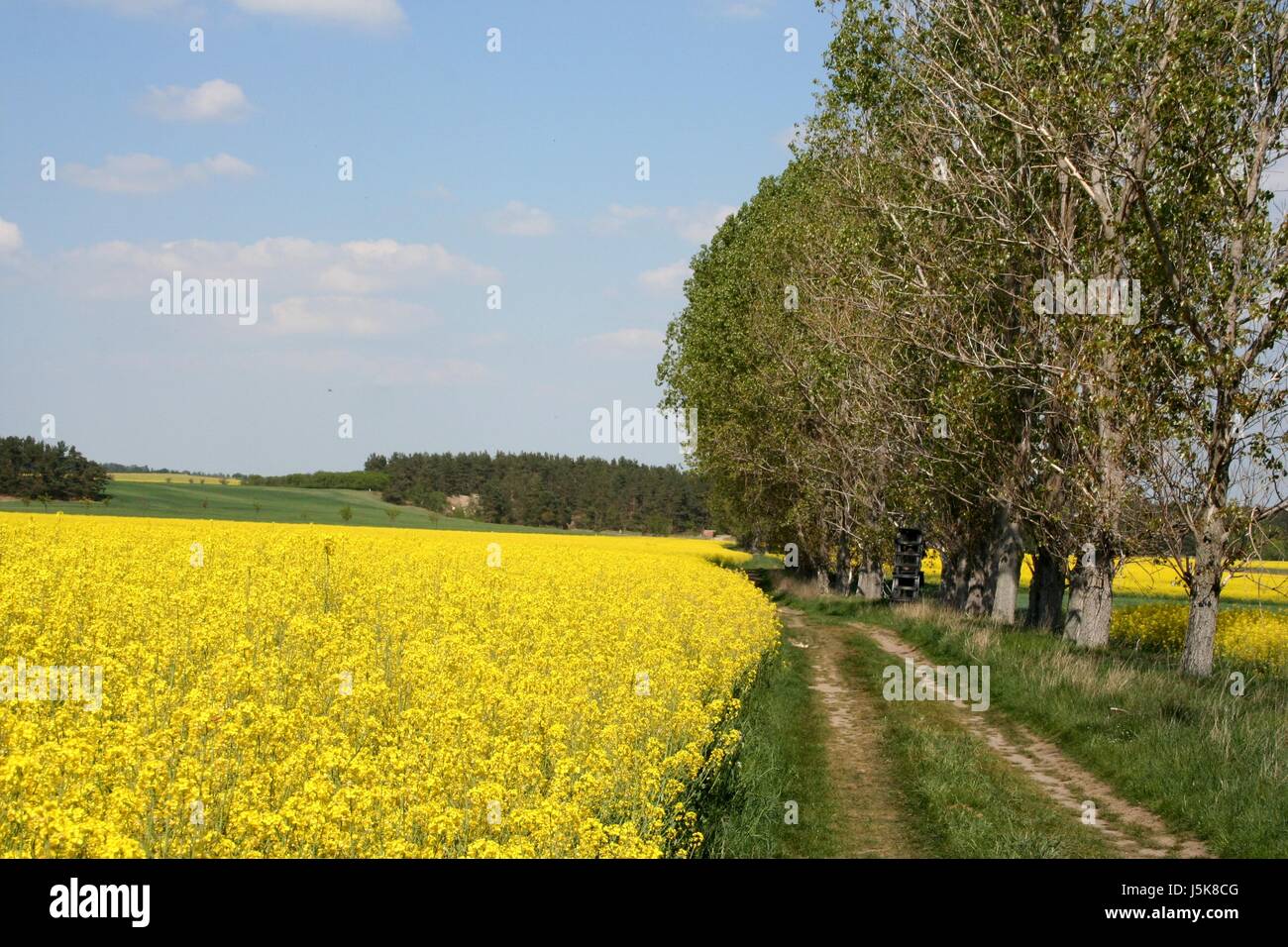 tree trees green Rape field agriculture farming dirt road path way ...