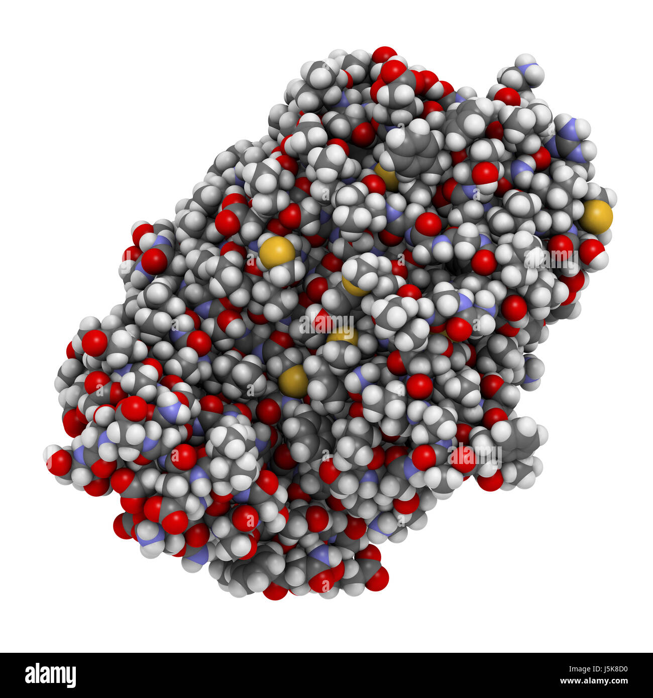 B-lymphocyte antigen CD20 (theoretical model). Protein expressed on the ...