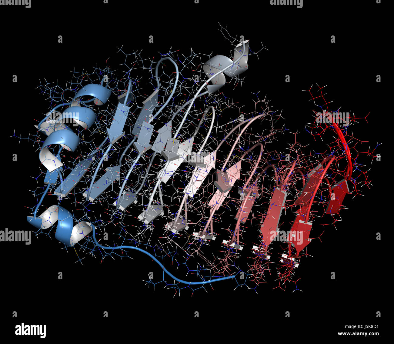 B-lymphocyte antigen CD20 (theoretical model). Protein expressed on the ...