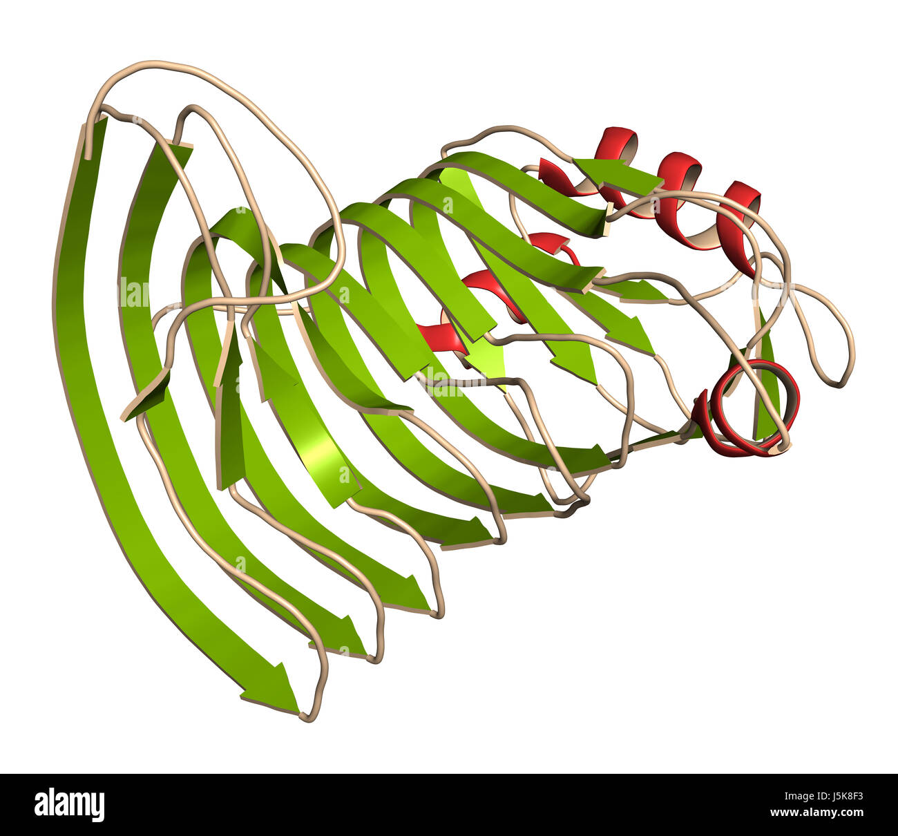 B-lymphocyte antigen CD20 (theoretical model). Protein expressed on the ...