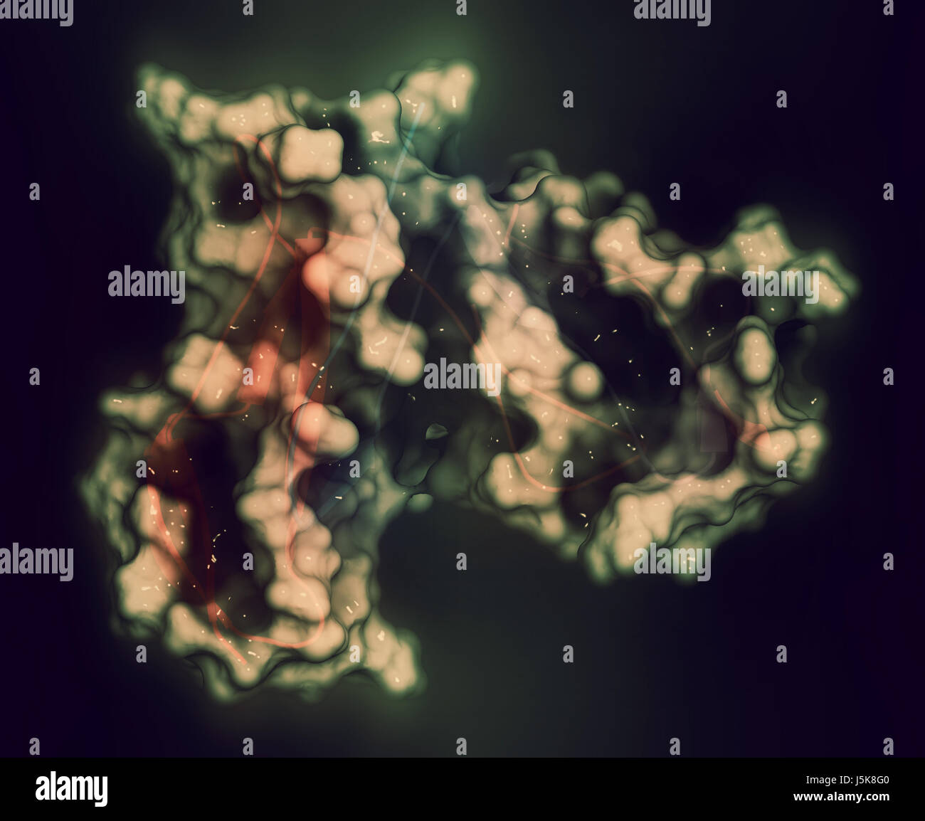 Interleukin-2 receptor alpha chain (CD25, extracellular domain). CD25 ...