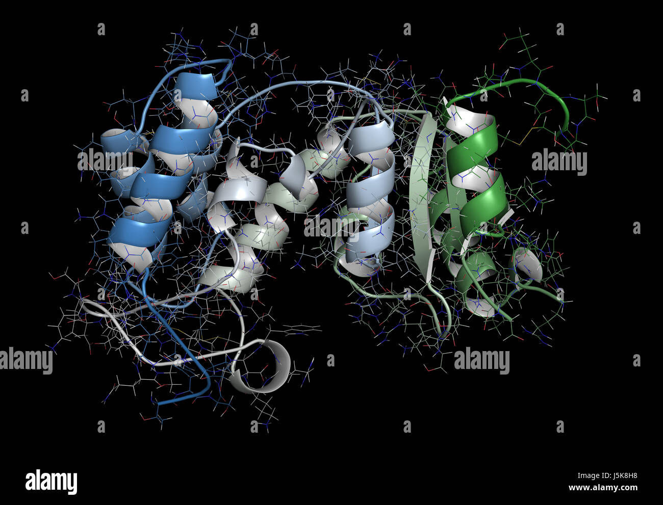 CD38 (ectodomain fragment) enzyme. Target of the monoclonal antibody ...