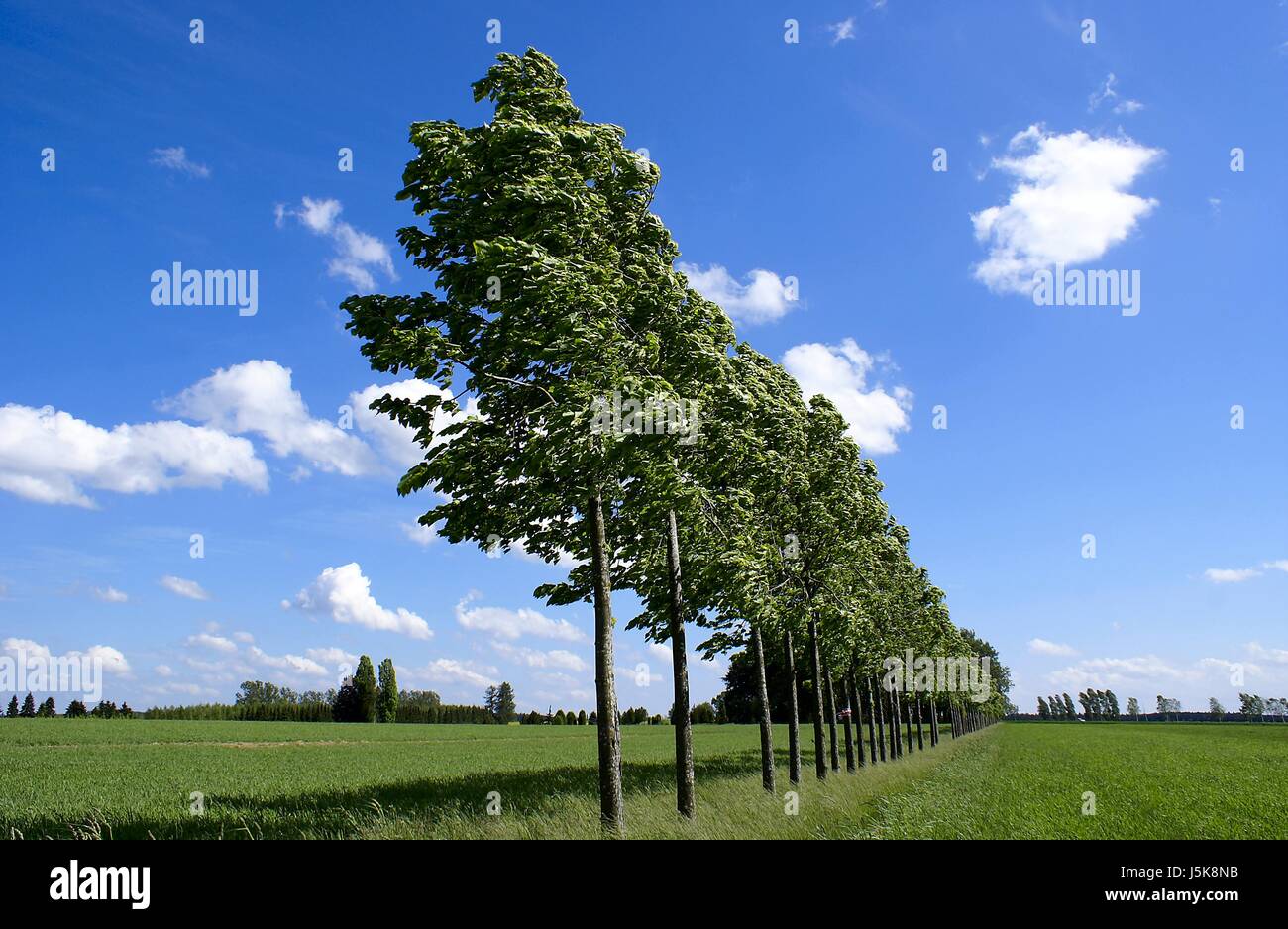 blue tree trees green row consecutively windy crooked warped ...