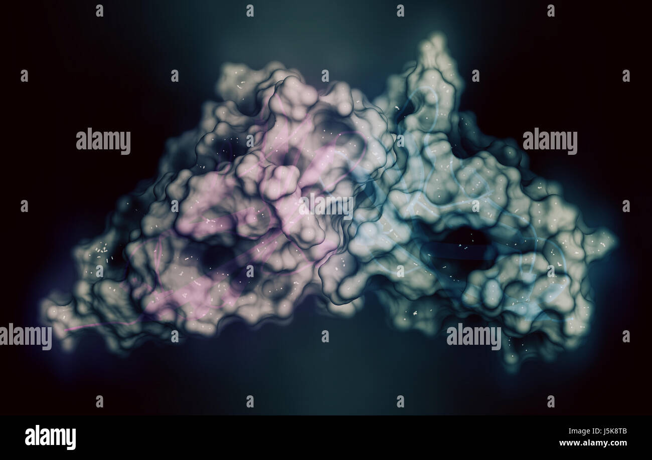 Carcinoembryonic antigen (CEA, CEACAM5, N-terminal domain). Used as ...