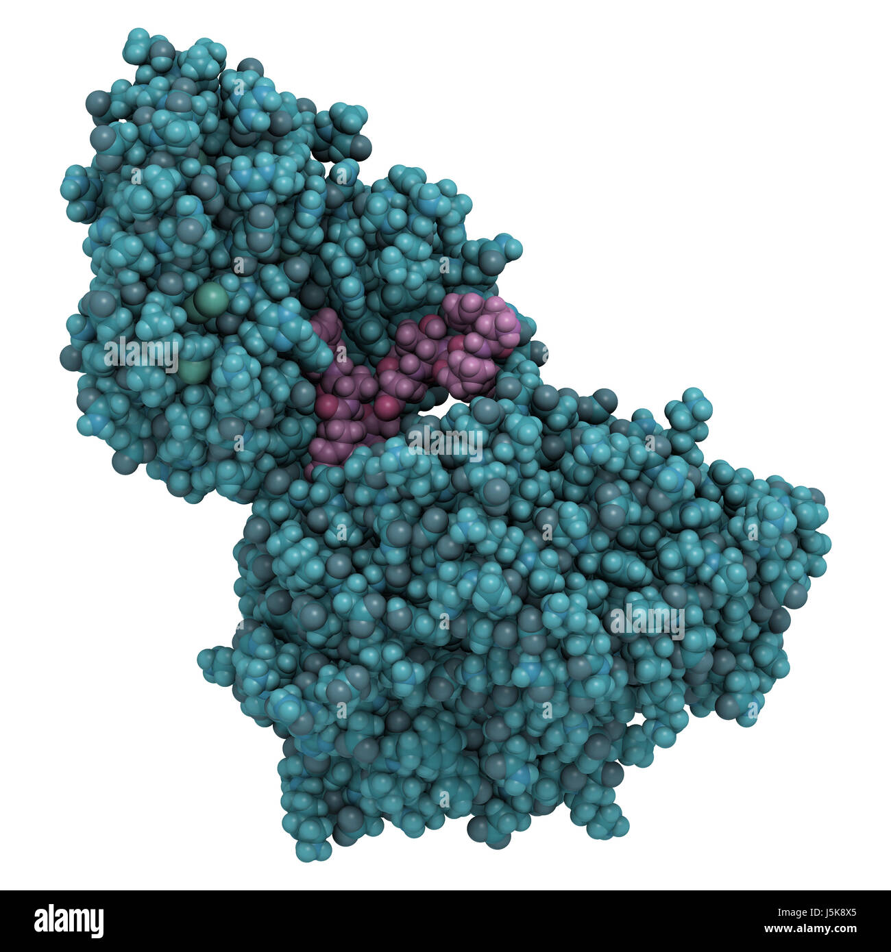 Cgrp molecule hi-res stock photography and images - Alamy