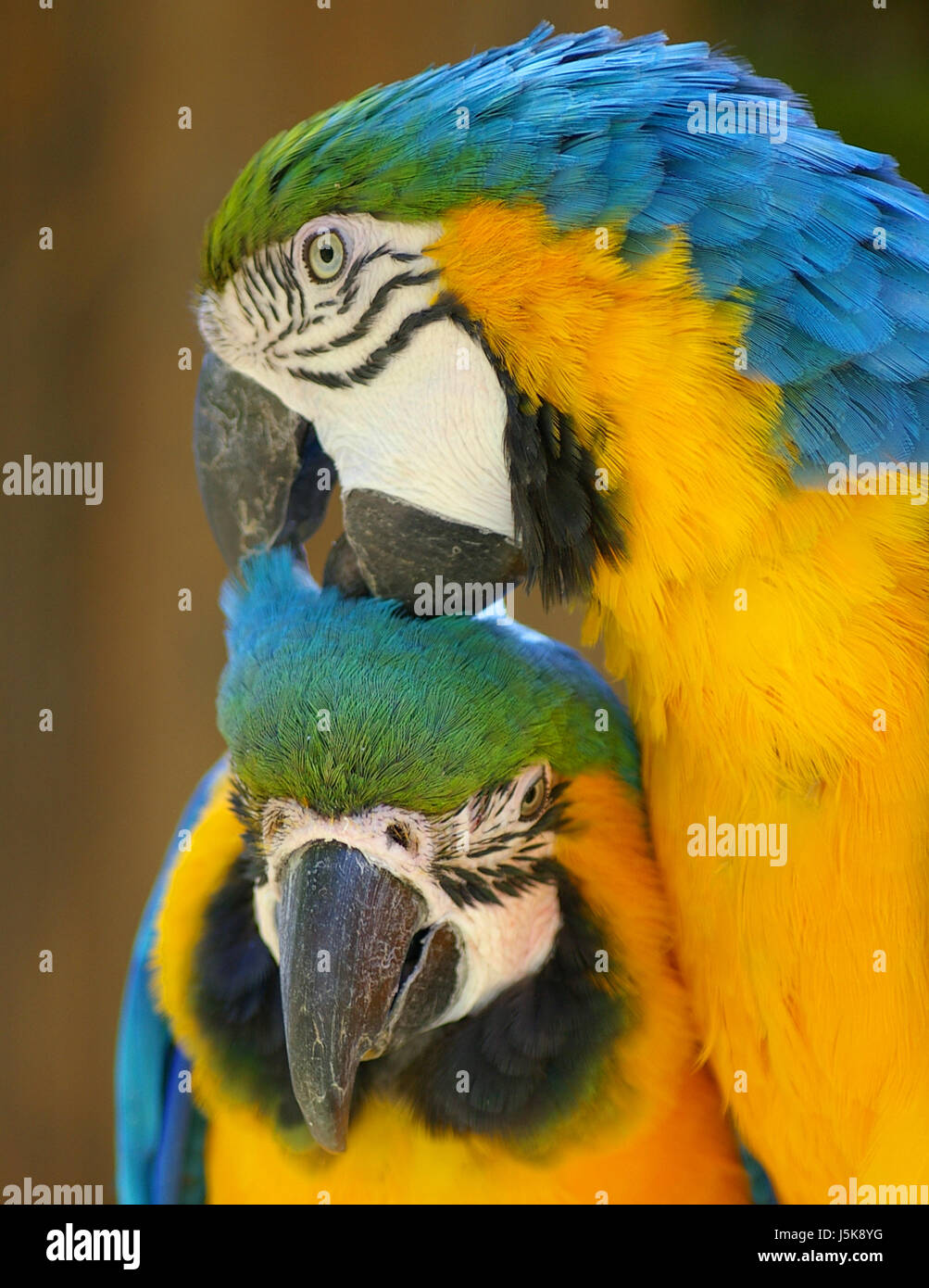 bird birds affection feathers beak feathering furbish parrots beaks ...