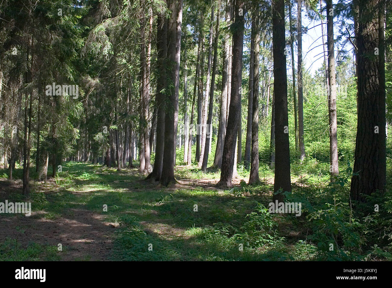 shine shines bright lucent light serene luminous tree trees wood ground ...