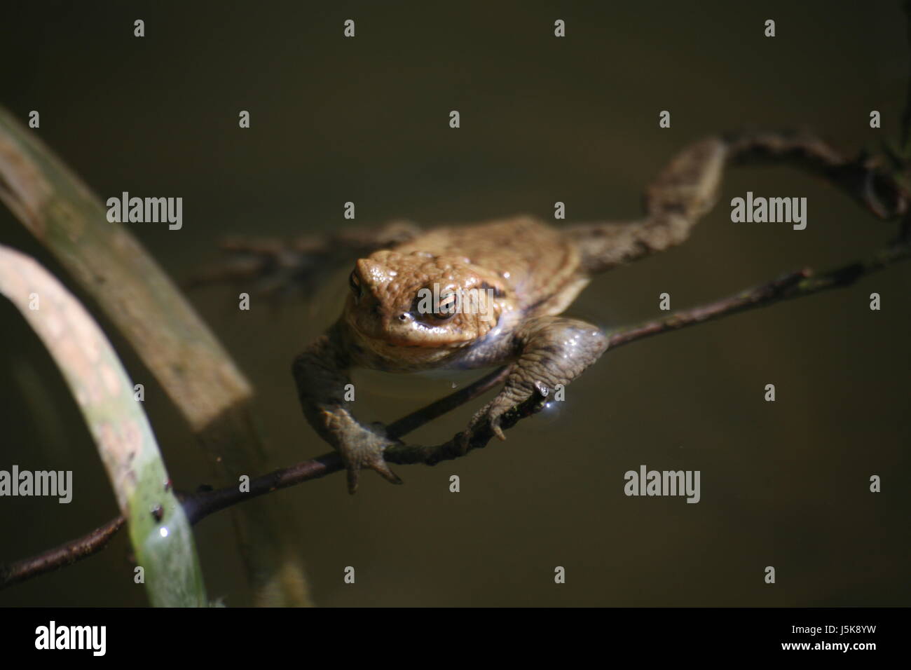 amphibian frog toads fresh water pond water toad frogs spawn ...