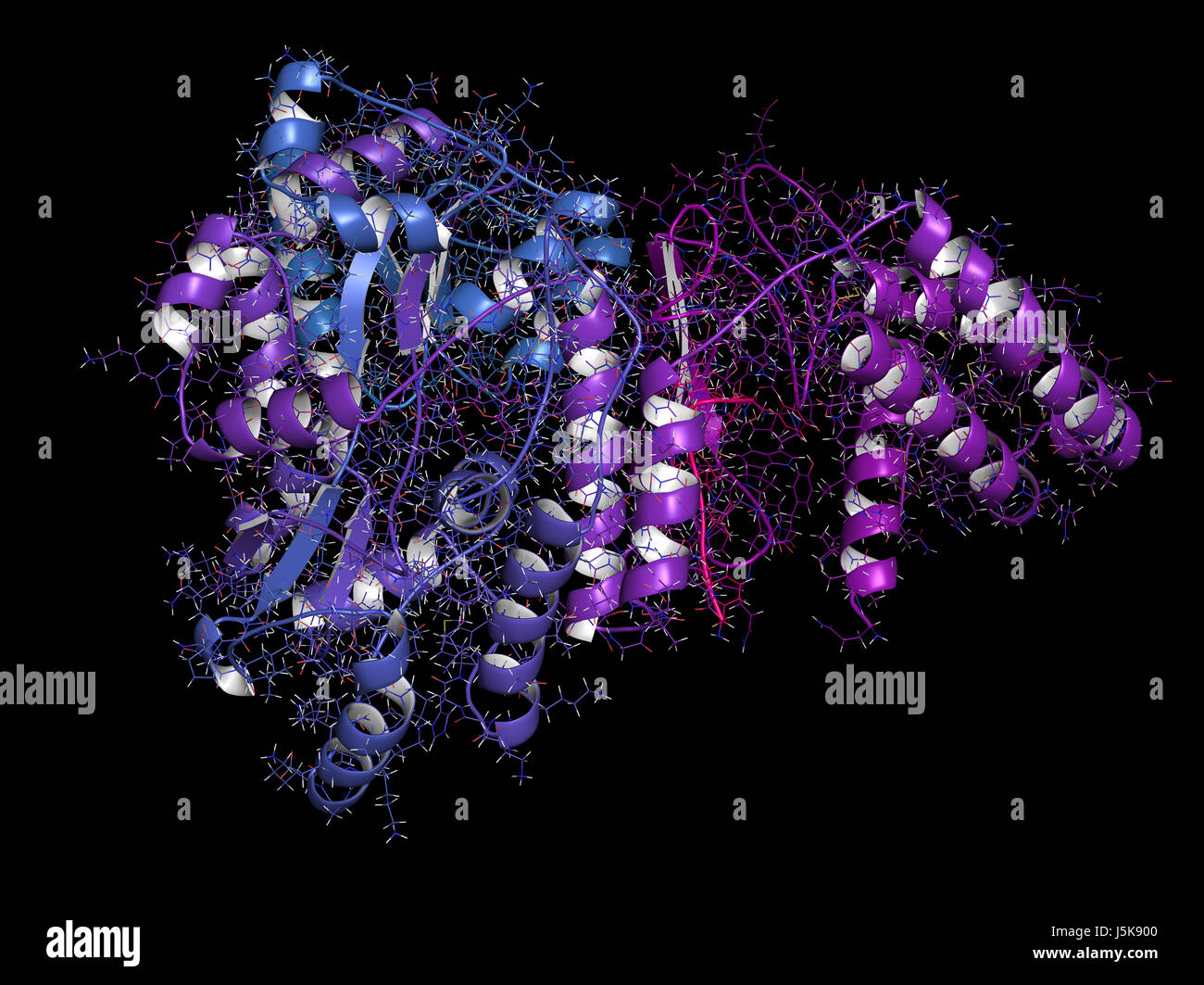 CGRP receptor (RAMP1:CLR fusion protein). Antagonists of the calcitonin ...