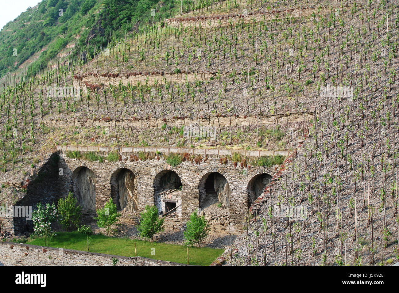 cultivation of wine wall mosel monastery style of construction ...