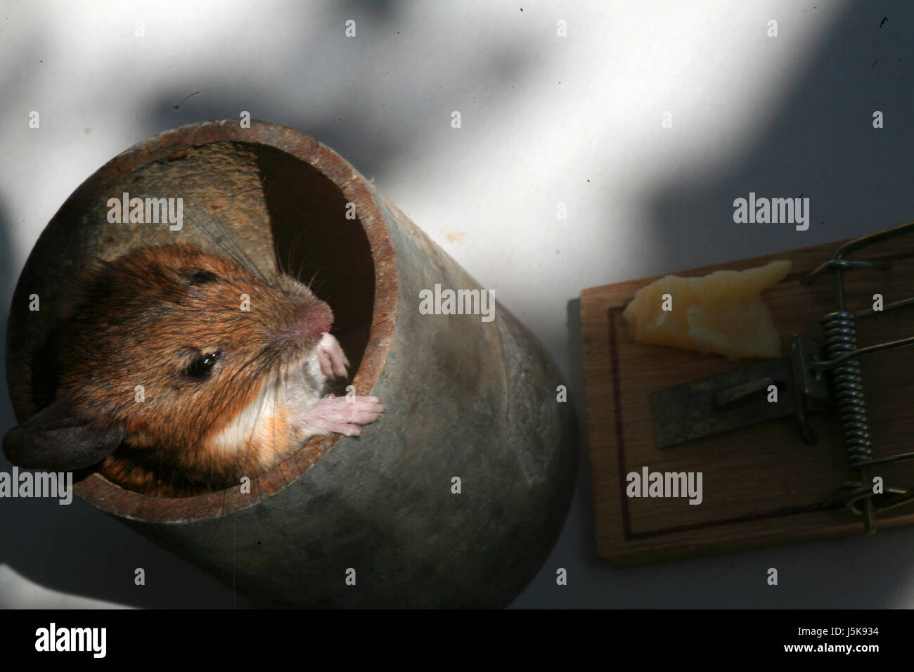 animal rodent skin fear plague bait to gorge engulf devour mouse cheese ...