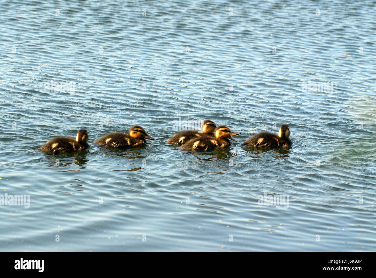 bird birds offspring ducks duck waterfowls waterfowl chick duckling ...