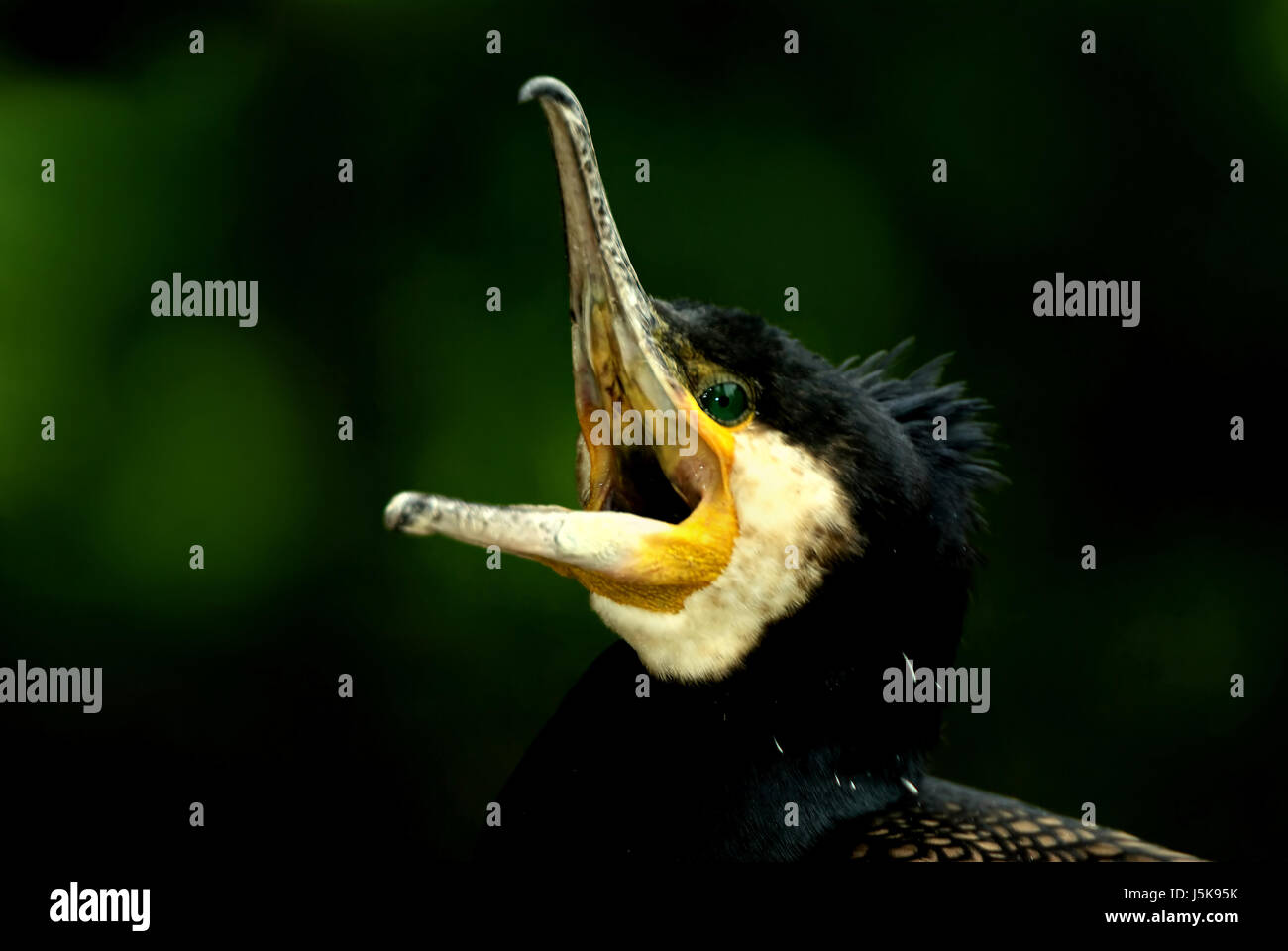bird hunter portrait birds animal portrait eyes cormorant beak tele ...
