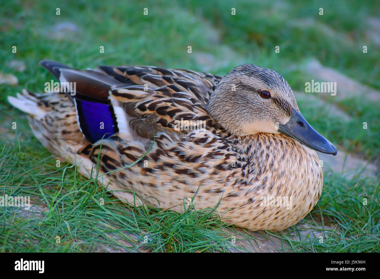 relaxation animal bird animals birds lie lying lies feathers beak ducks ...