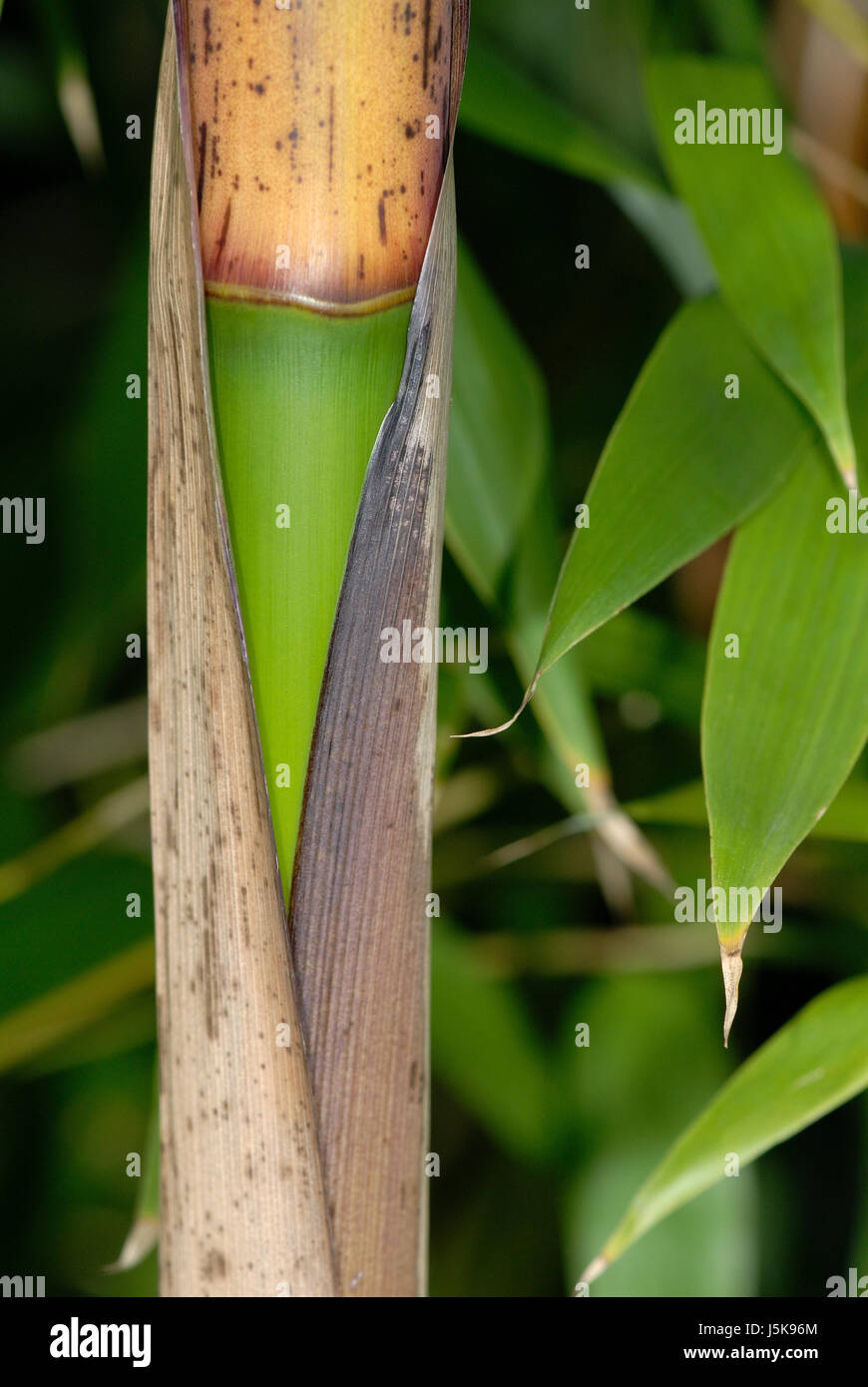 beautiful beauteously nice leaf musical instrument green asia leaves ...