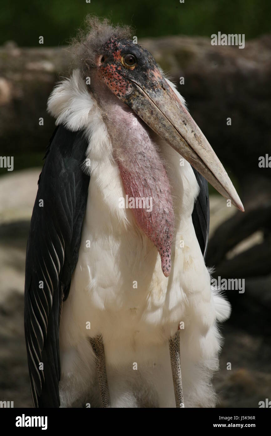 bird birds feathers beak scavenger exotic feathering striking beaks ...